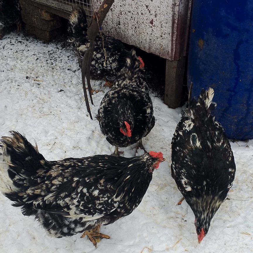 Продам инкубационное яйцо