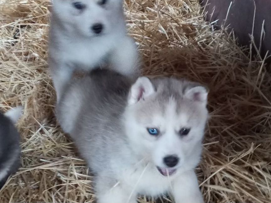 Сибирские хаски