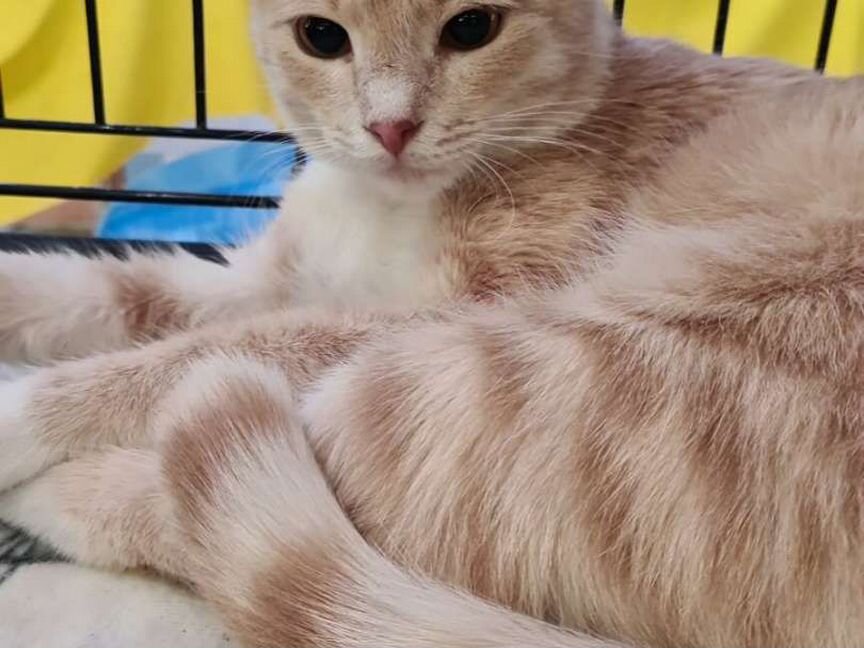 Рыжик в добрые руки