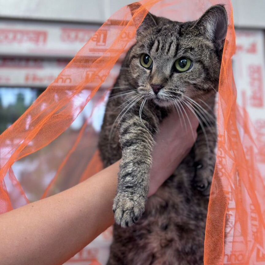 Кошка в добрые руки