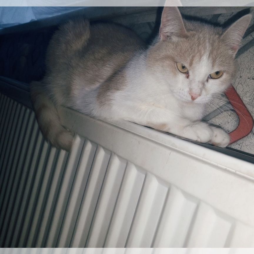 Взрослый кот в добрые руки