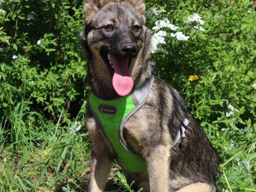 Помесная овчарка