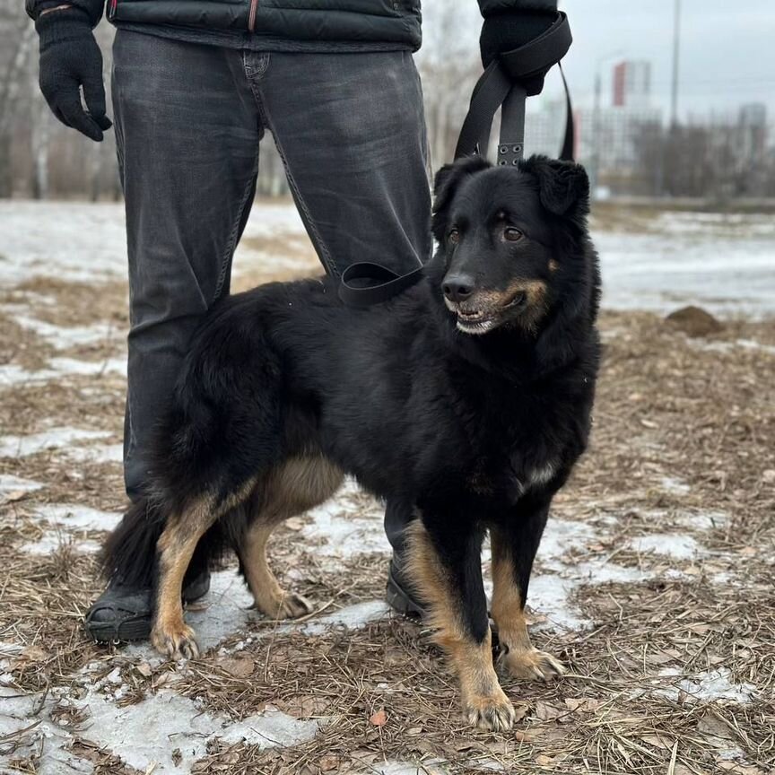 Собака из приюта ищет дом