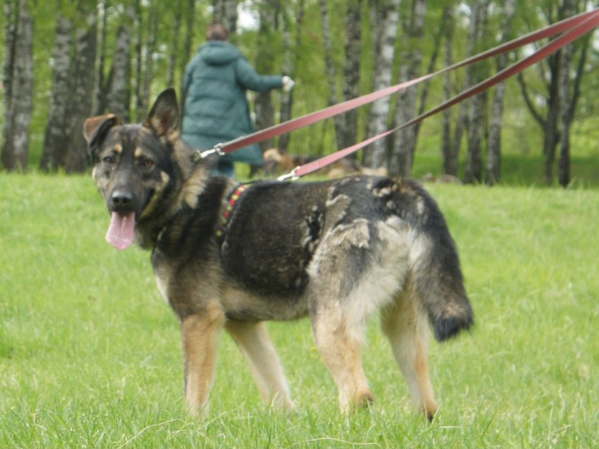 Собака в добрые руки отдам бесплатно