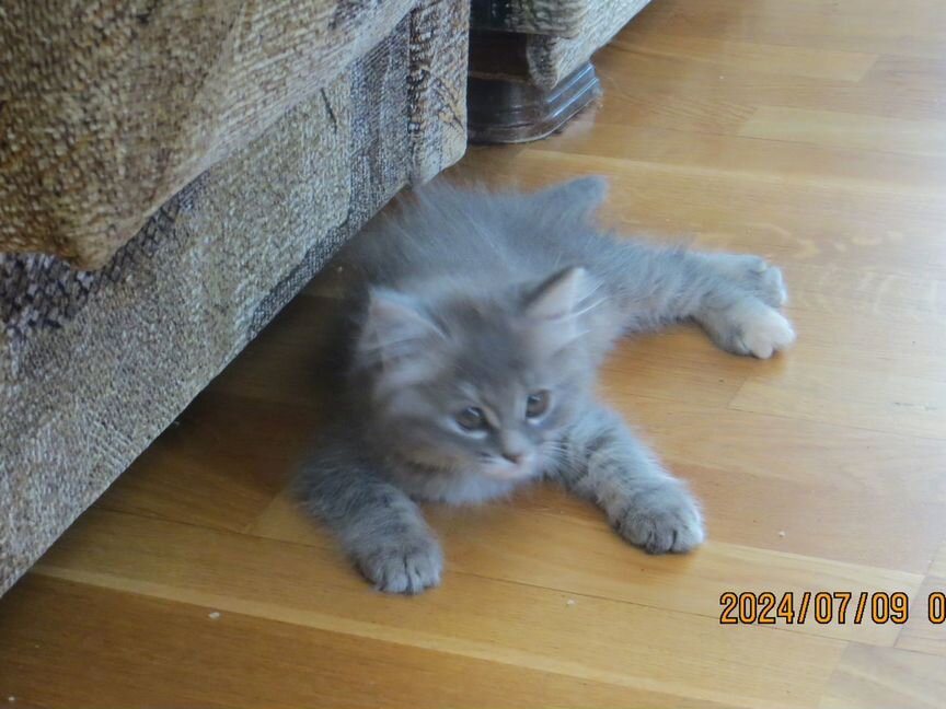 Котята двухмесячные в добрые руки