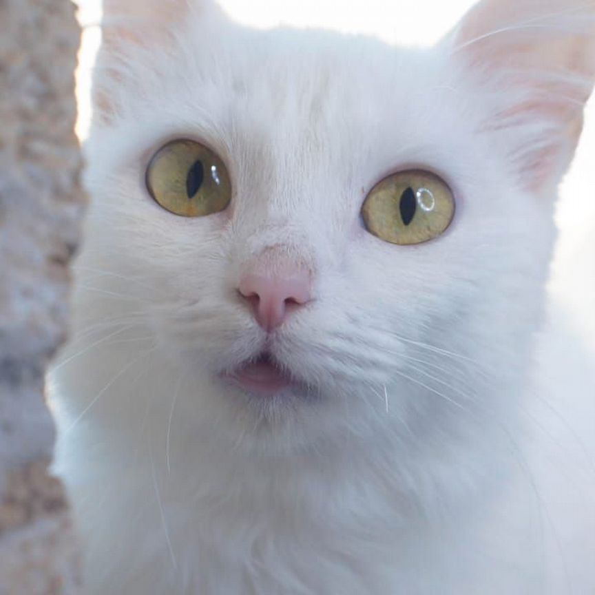 Отдам в добрые руки