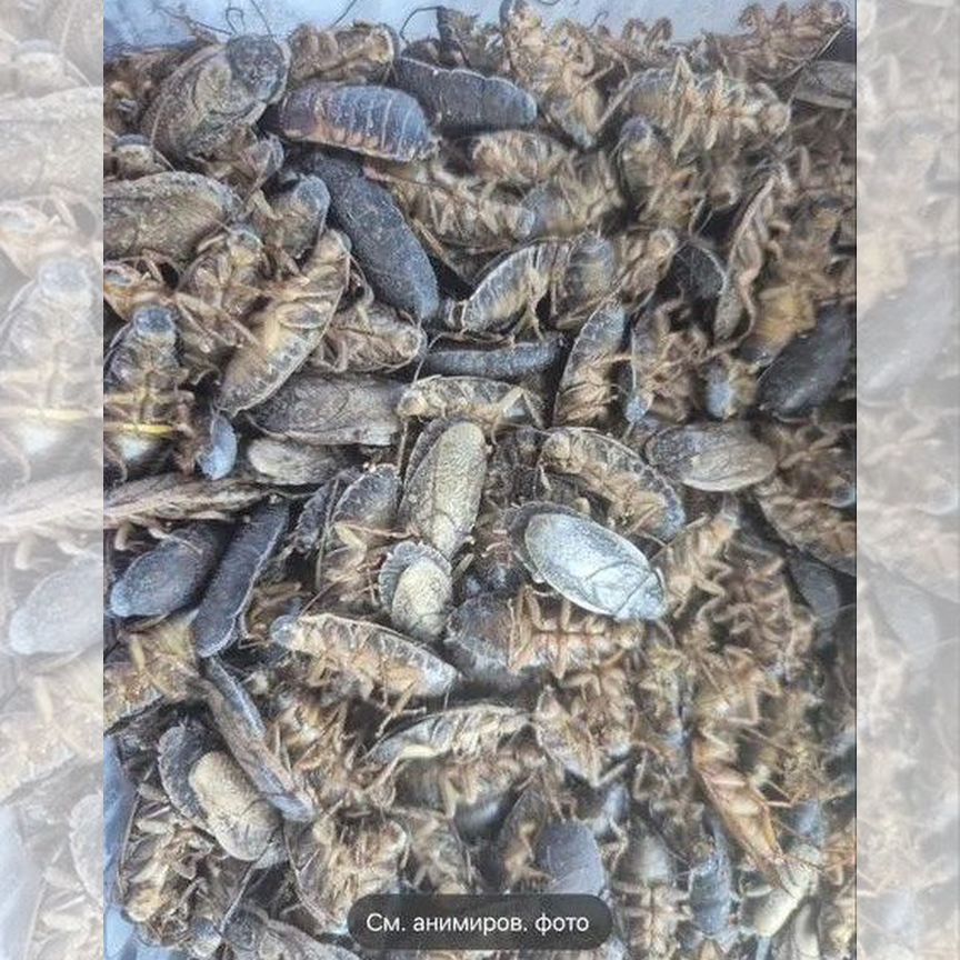 Кормовые тараканы