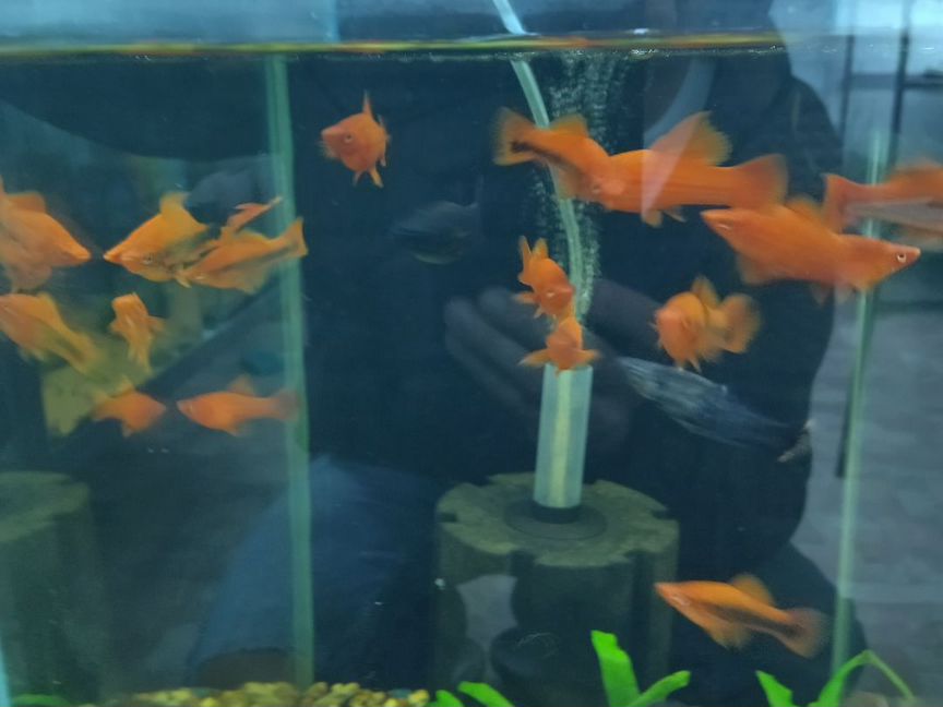 Приму аквариумных рыб