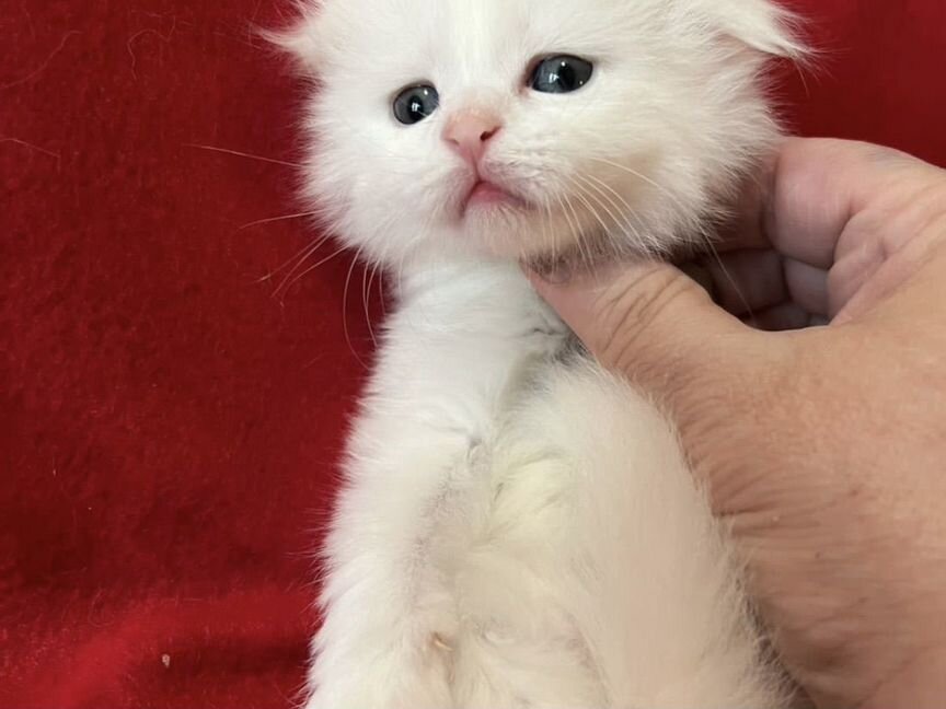 Вислоухие котята