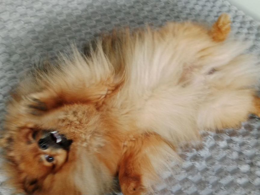 Немецкий шпиц вязка