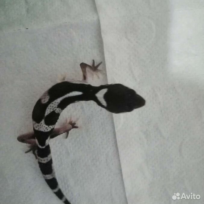 Эублефар Black night