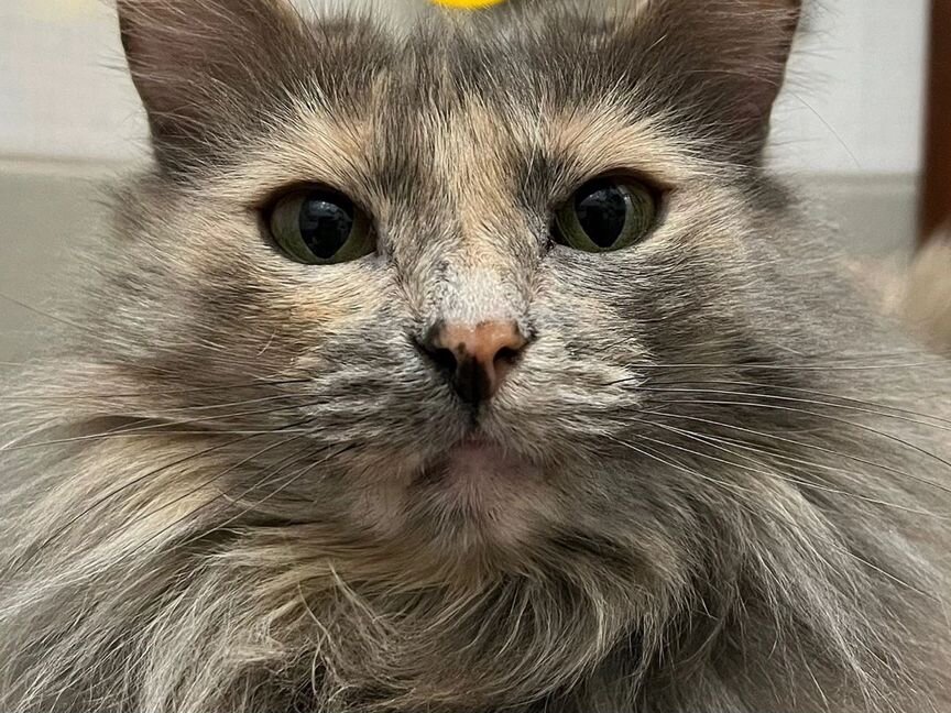 Кошка Мышка ищет семью