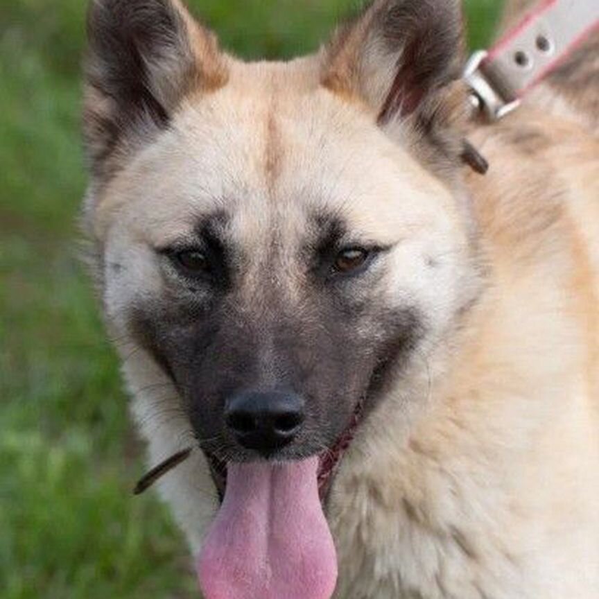 Невероятная Агата будет вам преданным другом