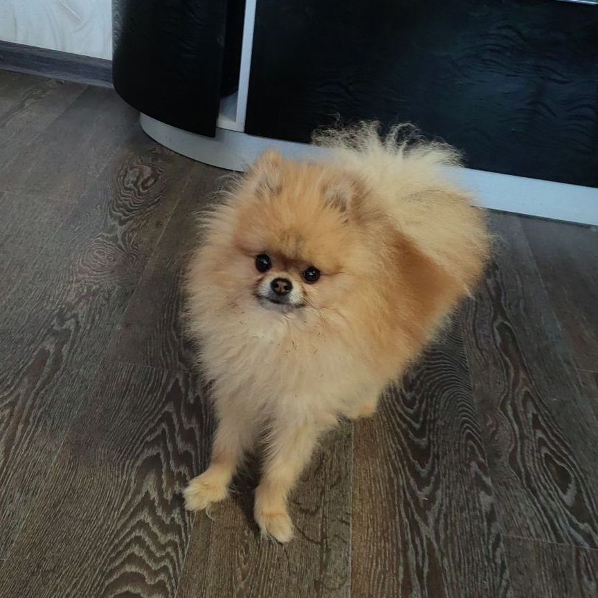 Померанский шпиц мини