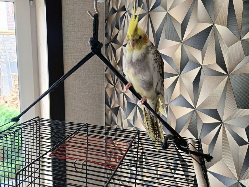 Попугай корелла с клеткой