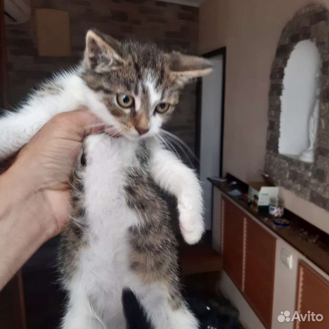 Котёнок крысолов