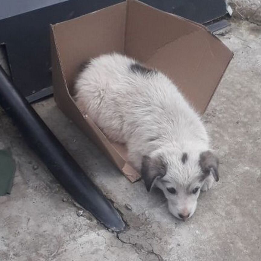 Щенок в добрые руки бесплатно