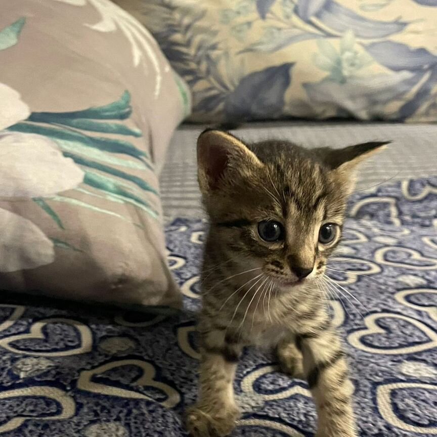 Котята 10