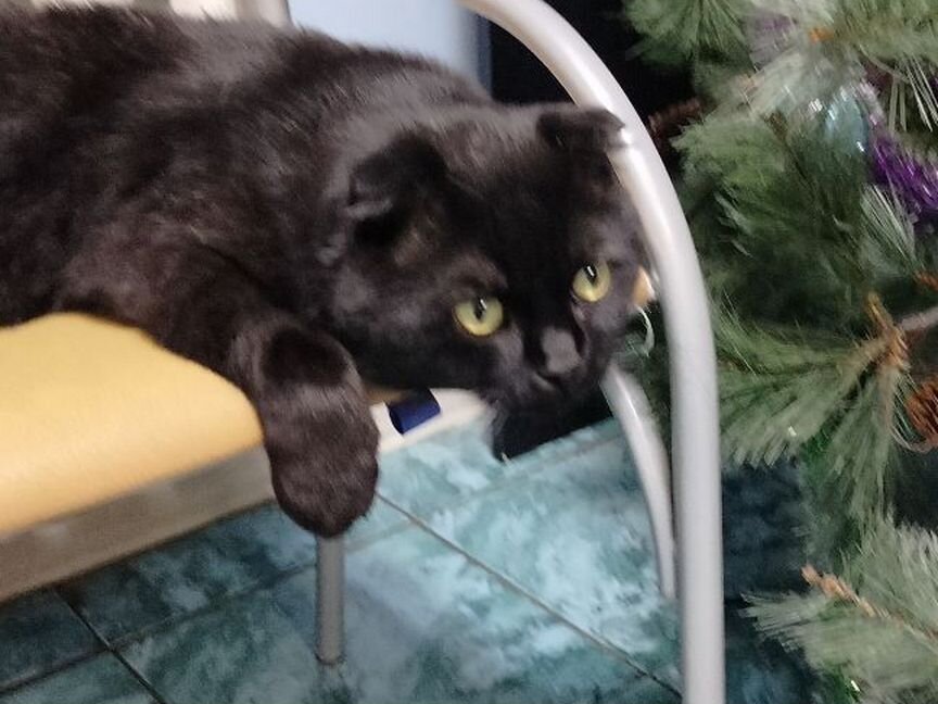 Кот Уголёк