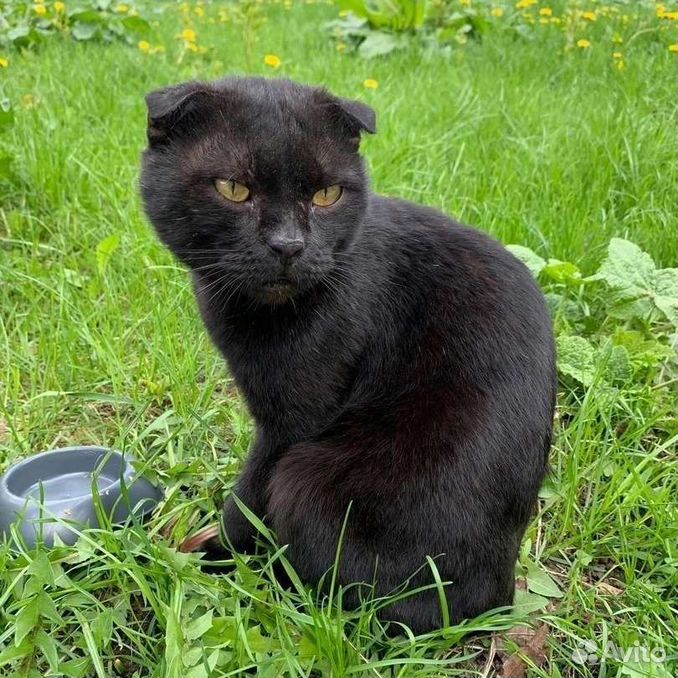 Ласковый, статный котик Вилли с т/трассы ищет дом