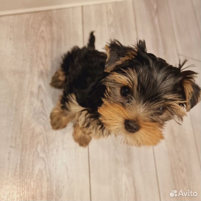 Отдам щенков йоркширского терьера добрые руки