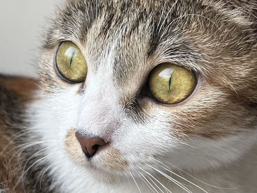 Кошка Буся в добрые руки