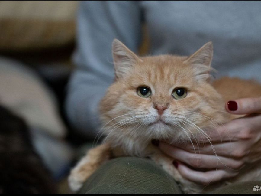 Нежный персик Антоний 2 года в заботливые руки