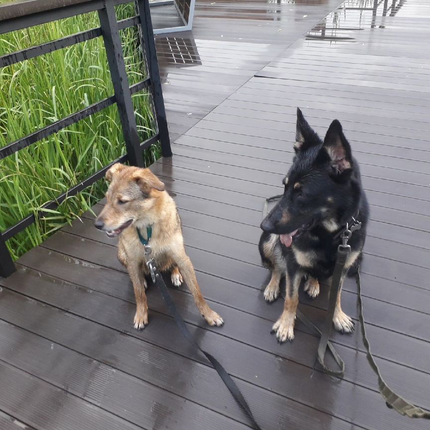 Собака в добрые руки отдам бесплатно