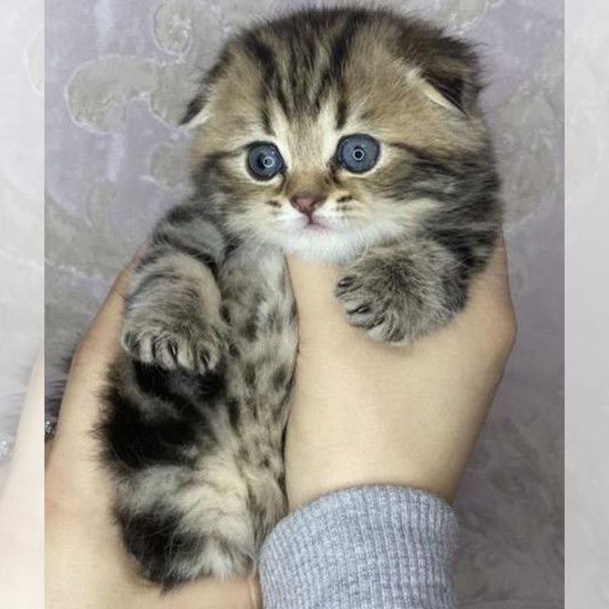 Шотландские шикарные мраморные медвежата