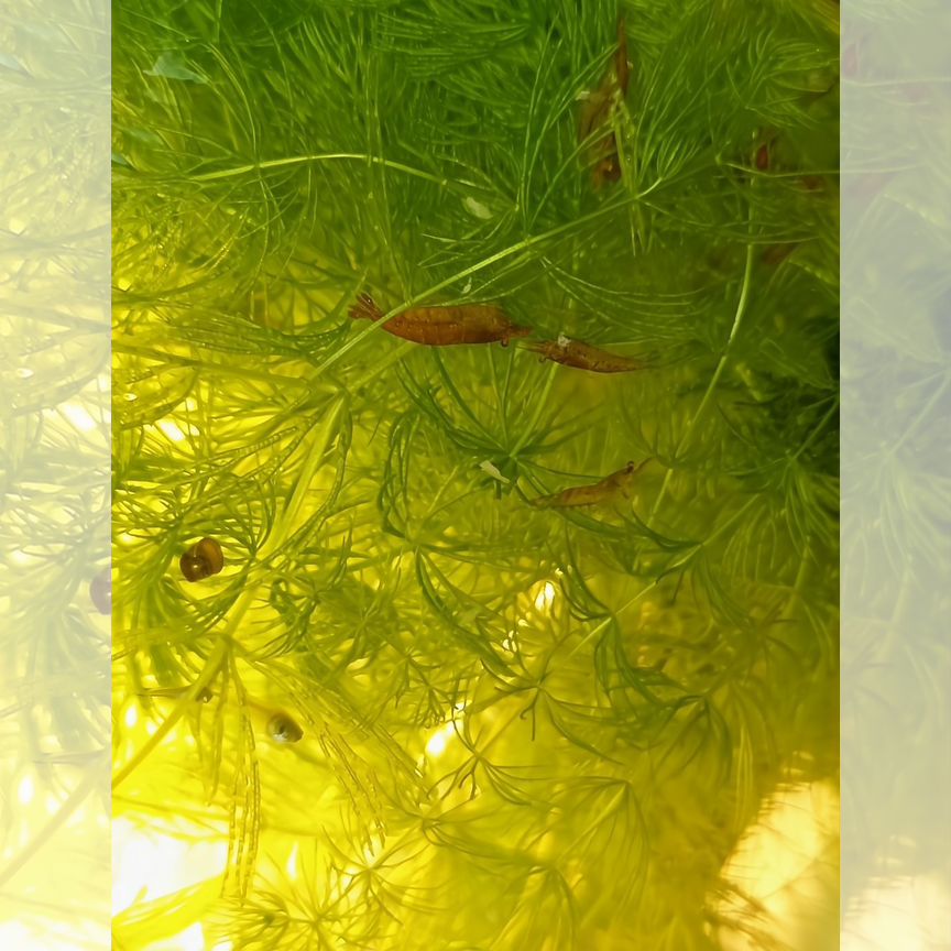 Аквариумные креветки оранжевые