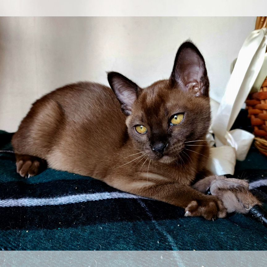 Европейский бурманский котёнок
