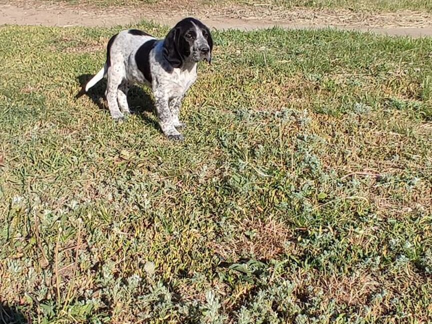 Отдадим щеночка в добрые руки