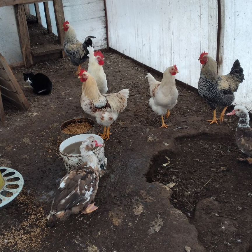 Куры и индоутки