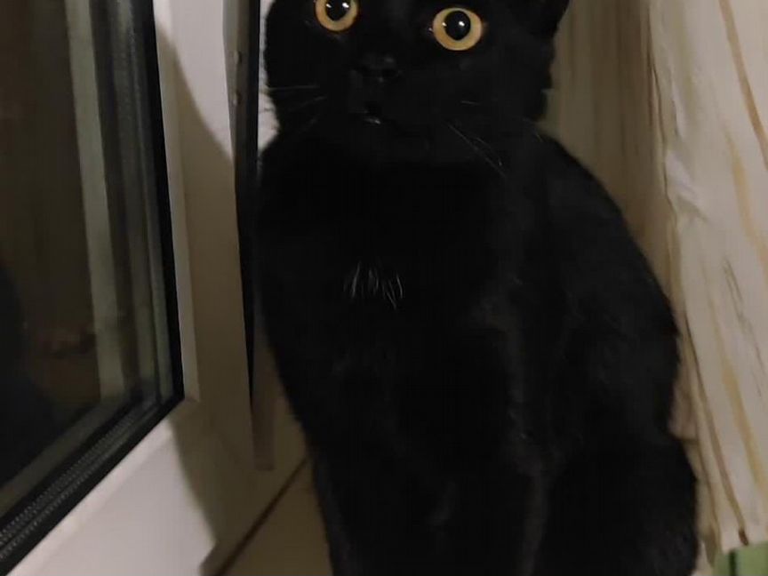 Кот