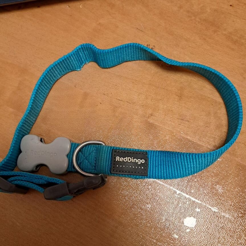 Ошейник Red Dingo