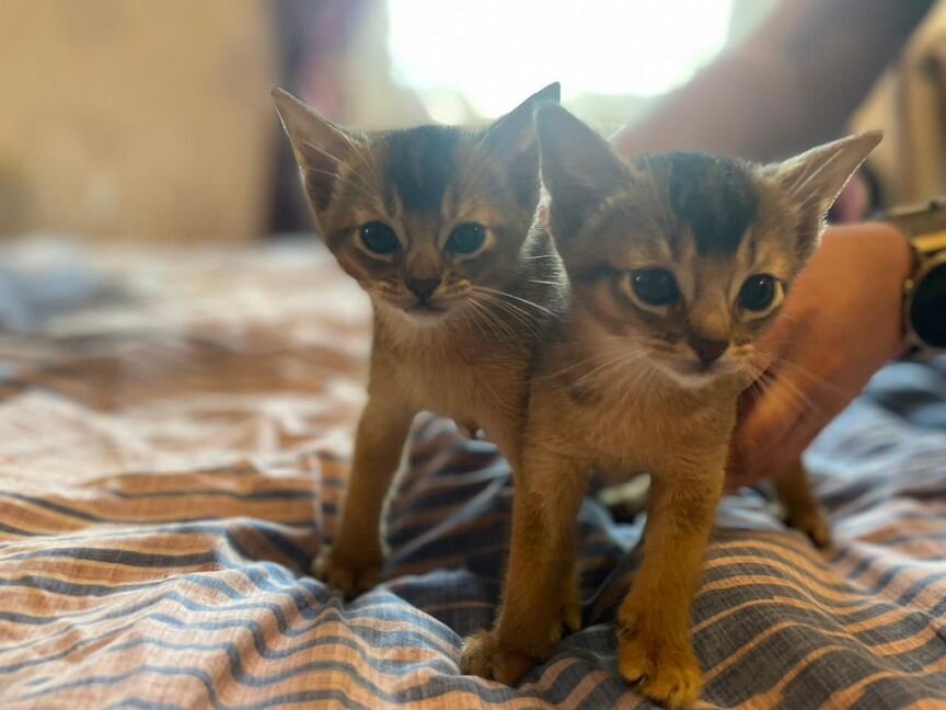 Абиссинская