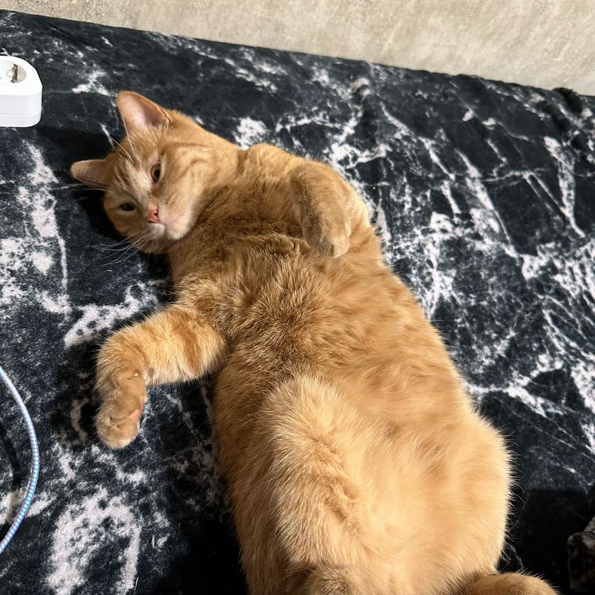 Кот котик рыжий милота