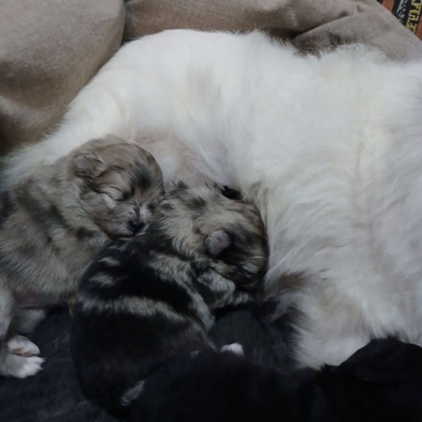 Щенки шпица