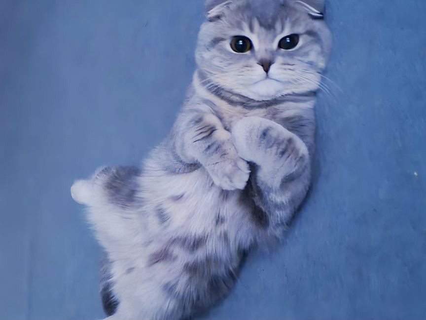 Шотландский кот вязка