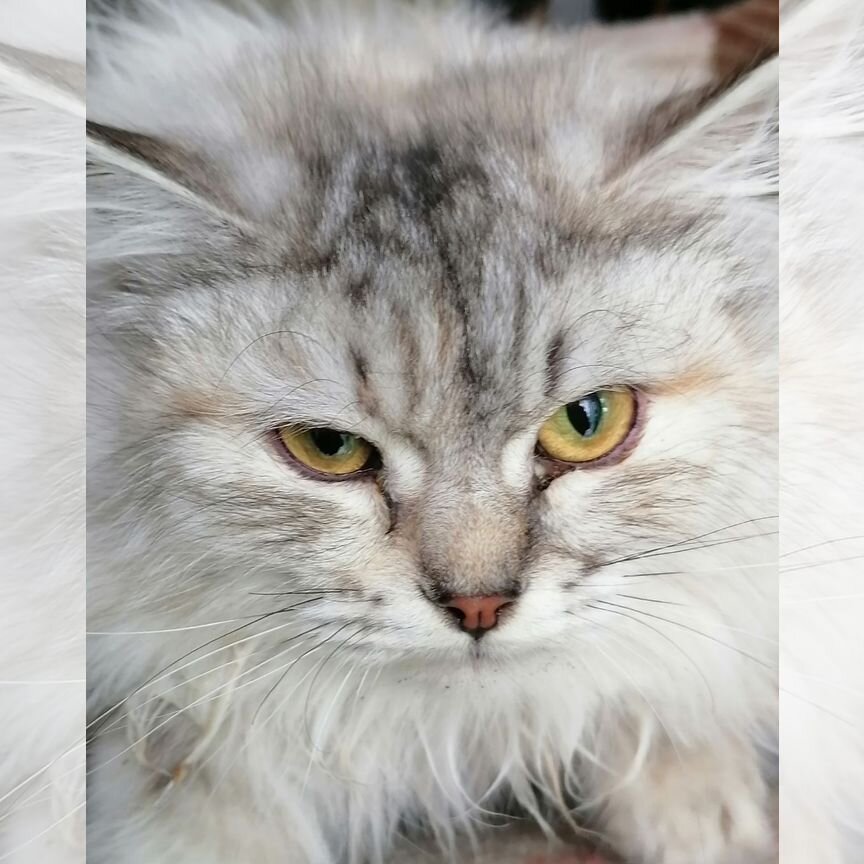 Сибирская, взрослая кошка