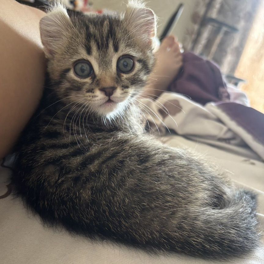 Манчкин котёнок