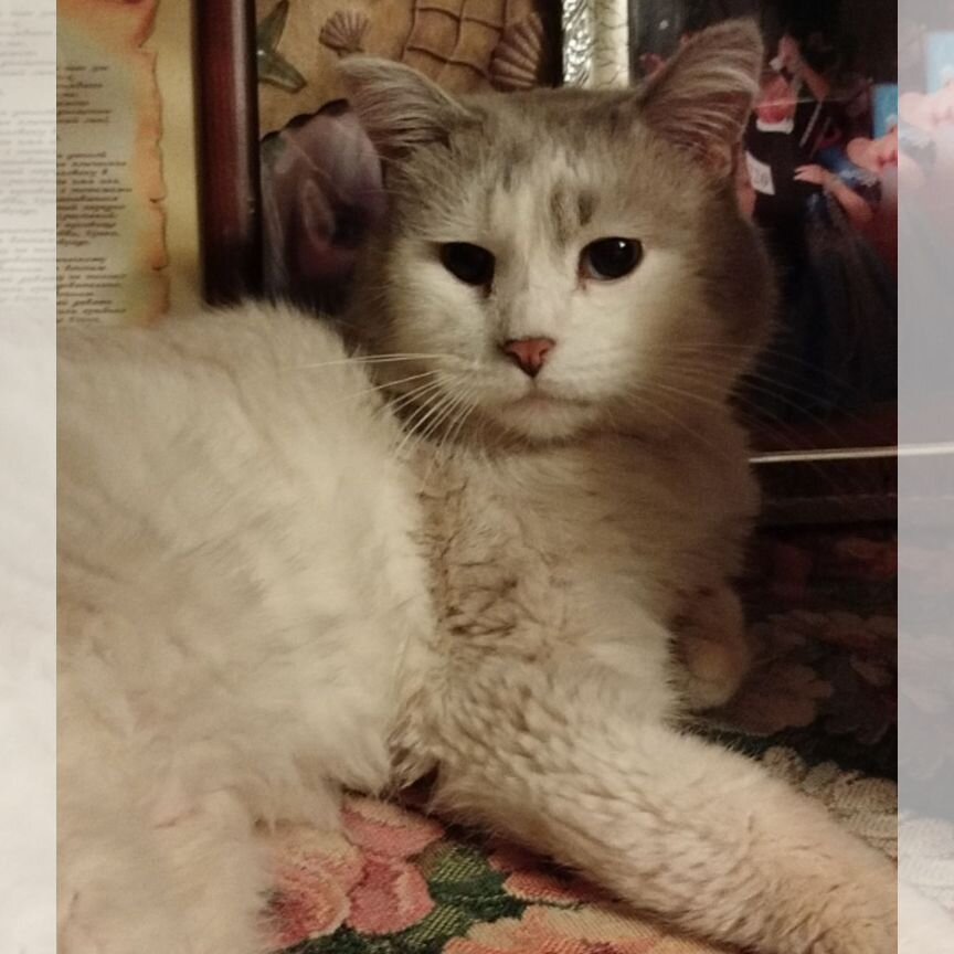 Котику нужен дом