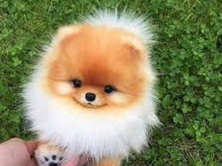 Шампунь для собак Protein/Lanolin