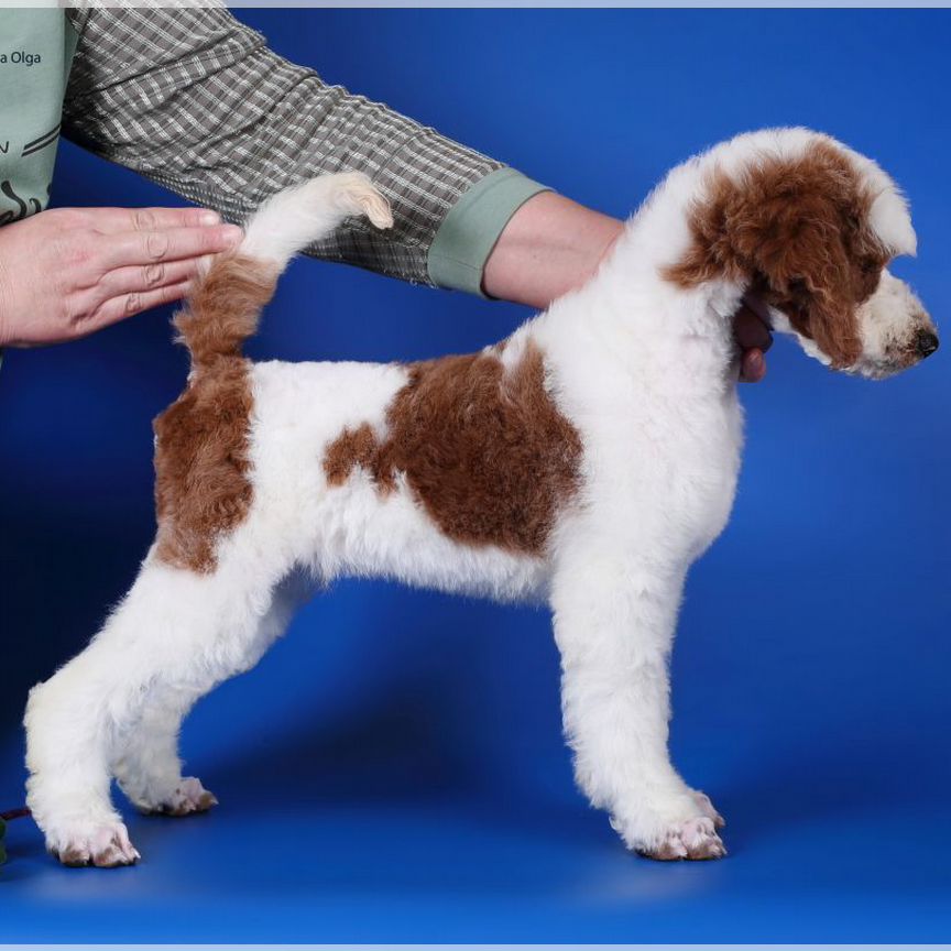 Шикарный Королевский пудель кобель