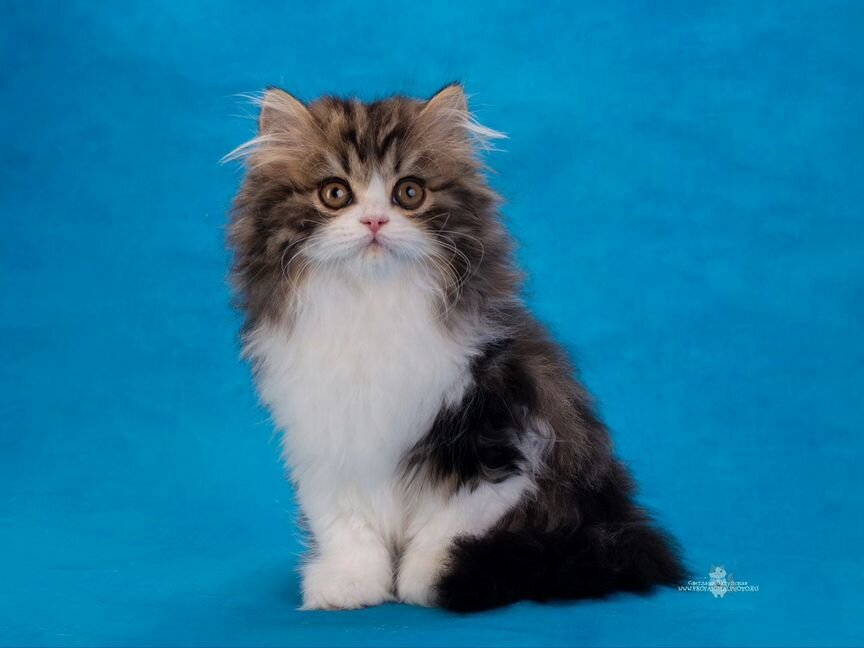 Кошечка хайленд страйт