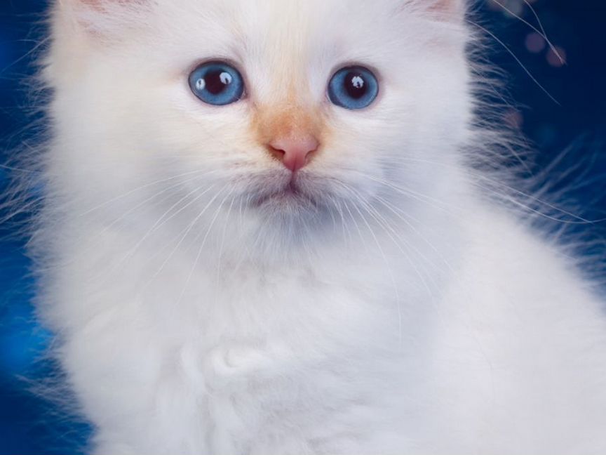 Котик Священной Бирмы