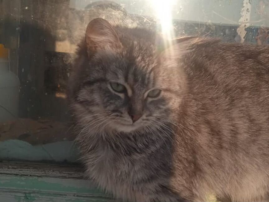 Отдам даром бесплатно котенки