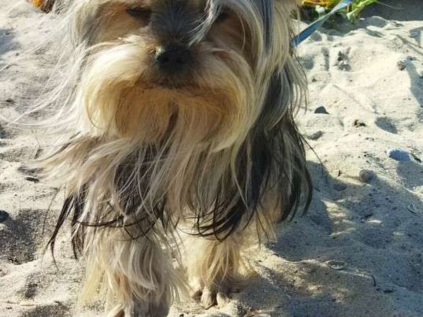 Йоркширский терьер вязка мальчик mini 1 кг 700 г