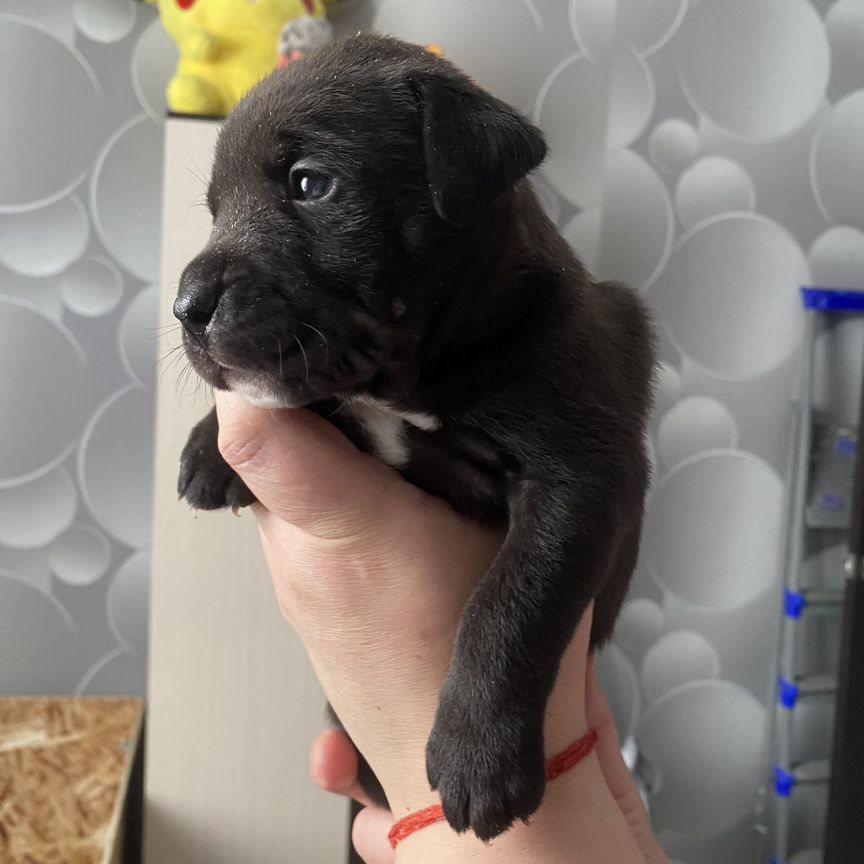 Американский стаффордширский терьер, щенок