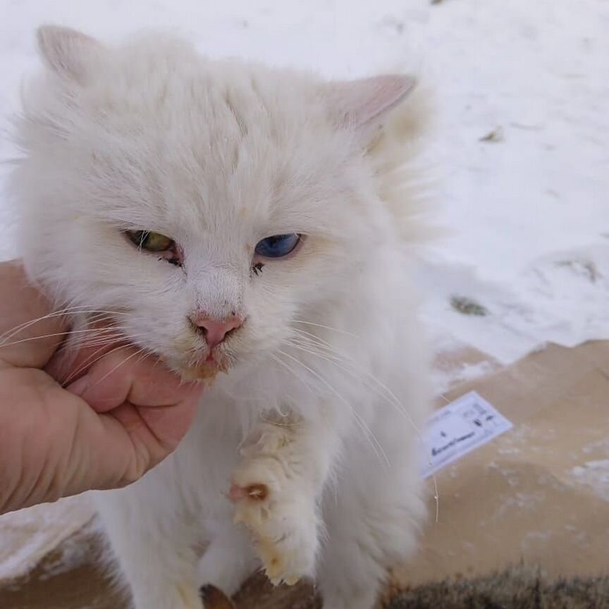 Кошки